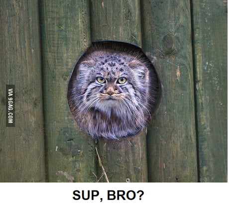 Sup Bro Cat 30 Cute And Sassy Cat Memes To Cuddle With At Home