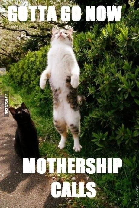Memes Mothership Our Problematic “SES” Responses Reveal More Than