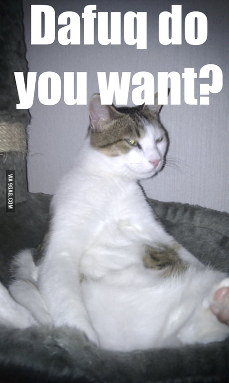 Dafuq Katt Meme Dafuq??? : R/memes