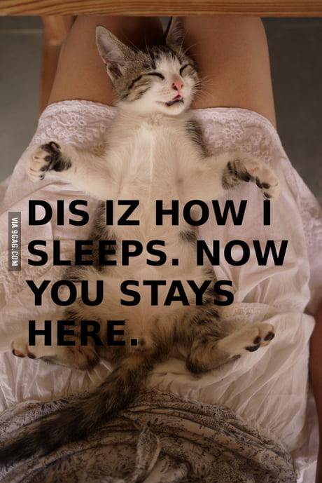 Scumbag Cat Memes 24 Cool Cat Memes You'd Want To Wear Like A Special