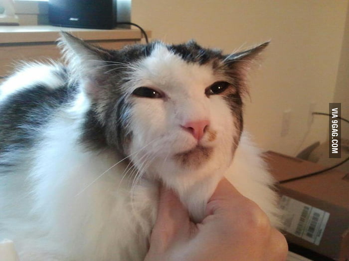 Wise chinese man... cat - 9GAG