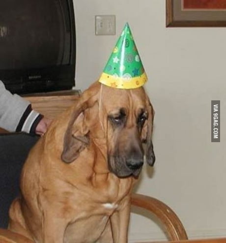 Sad Party Dog