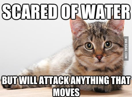 Scumbag Cat Memes 24 Cool Cat Memes You'd Want To Wear Like A Special