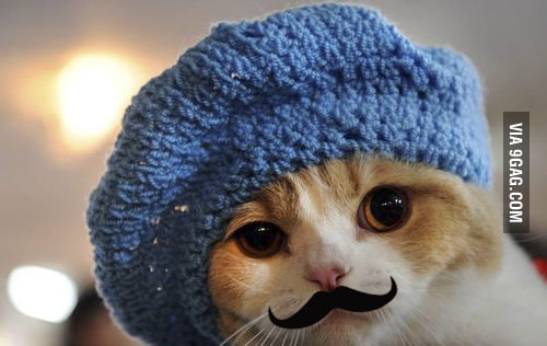 Oui, I'm a french cat - 9GAG