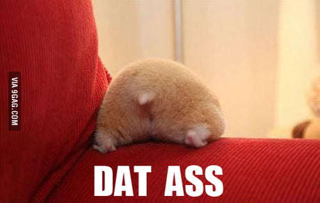 Dat Ass Cat Meme
