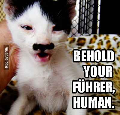 Mein Fuhrer Cat