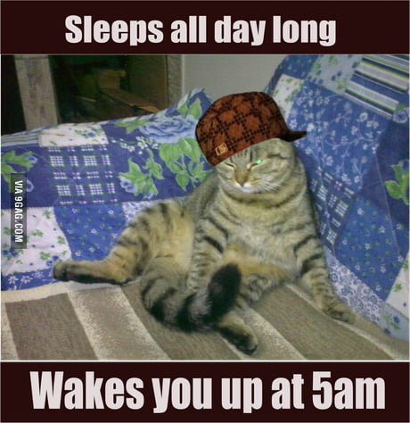 Scumbag Cat Memes 24 Cool Cat Memes You'd Want To Wear Like A Special