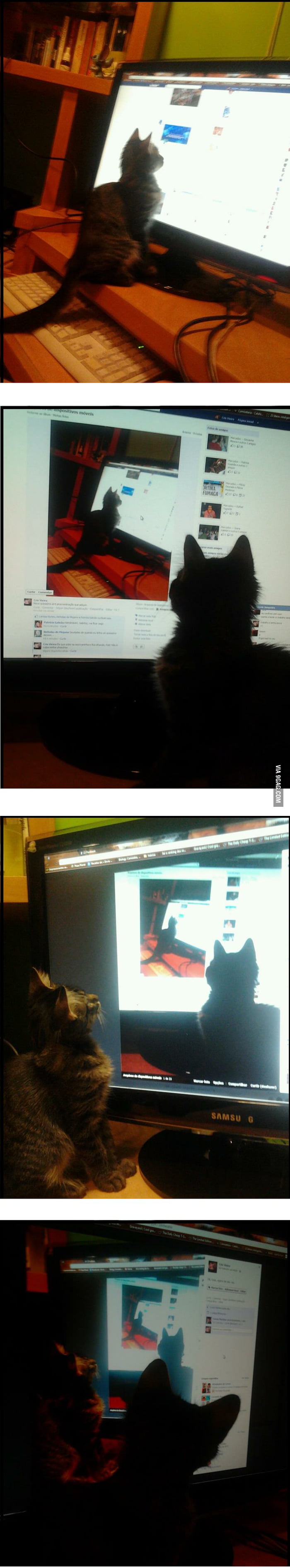 A normal day in my cat's life. - 9GAG