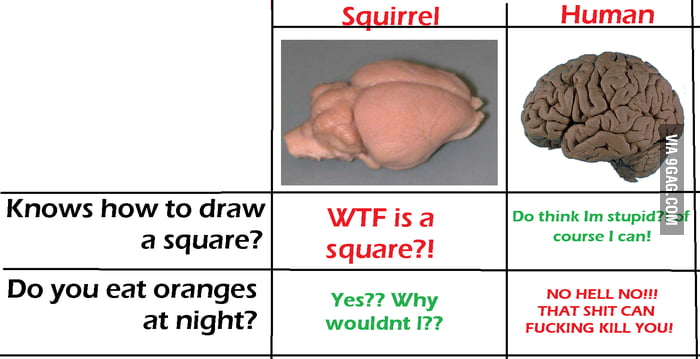 SQUIRREL BRAIN VS HUMAN BRAIN - 9GAG