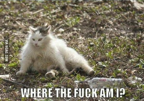 Hangover Cat Meme