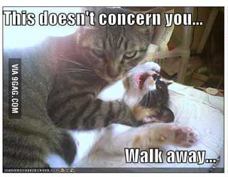 Assassin Cat Memes