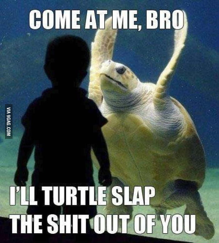 Turtle Slap - 9GAG