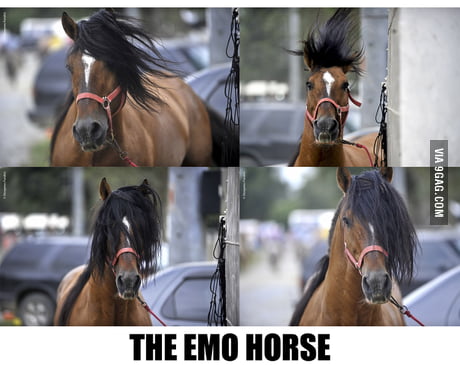 Emo Horse Memes