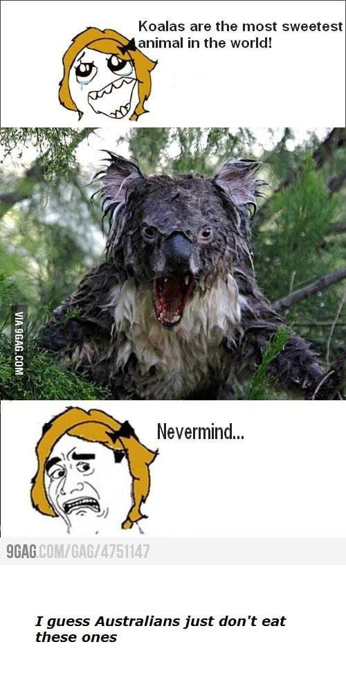 Demon Koala - 9GAG