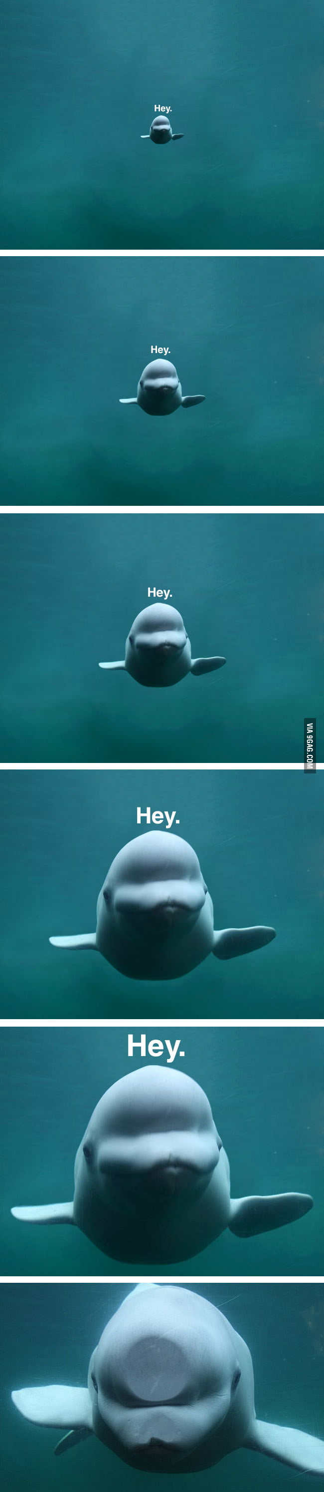 Hey, Dolphin. - 9GAG