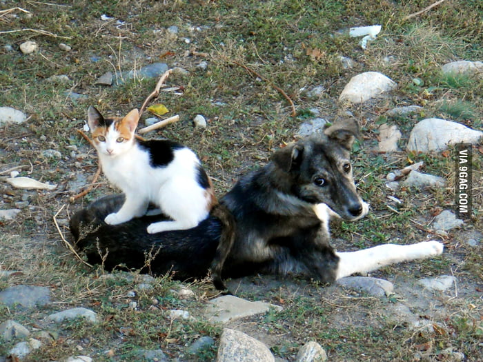 Today the dog.. Tomorrow the world - 9GAG