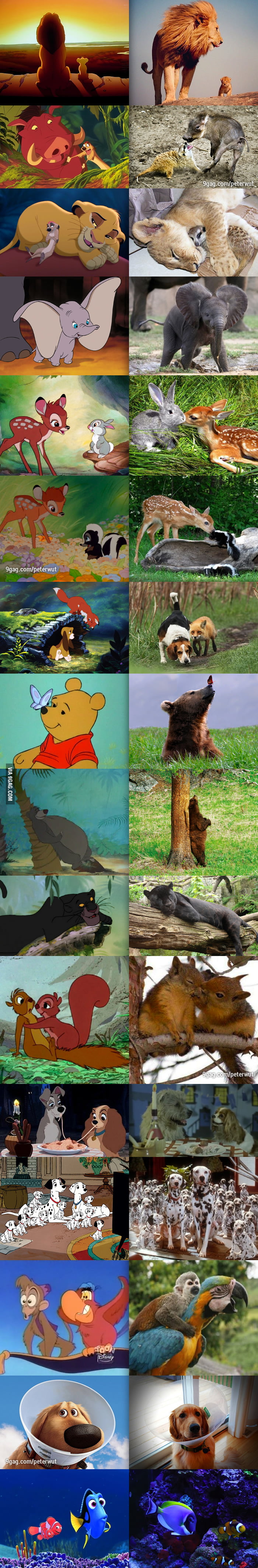 Disney animals in real life - 9GAG