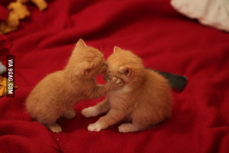 Forehead Kisses Meme