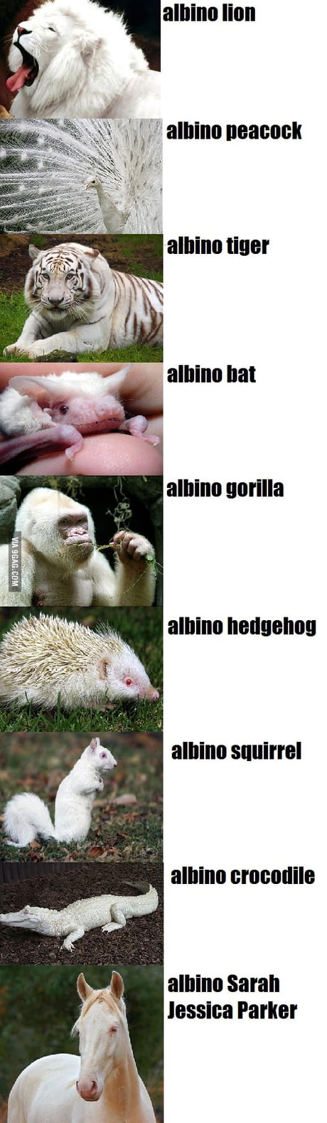 Albino Animal Memes