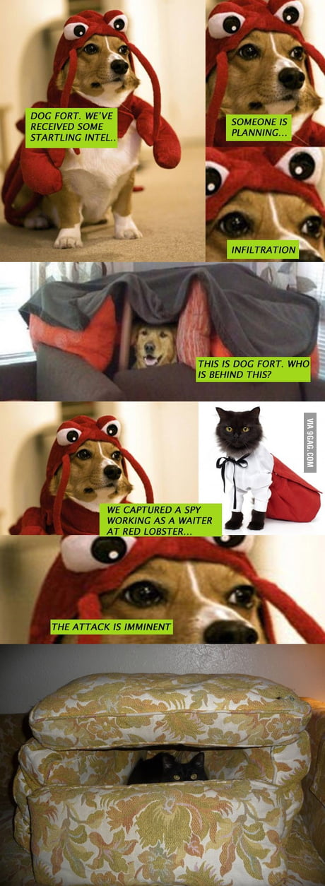 Dog Fort Memes The News Press (Fort Myers And Cape Coral) Brrr!