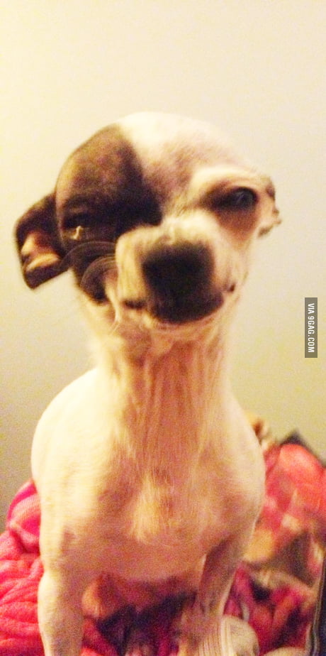 Creepy Smiling Dog Meme