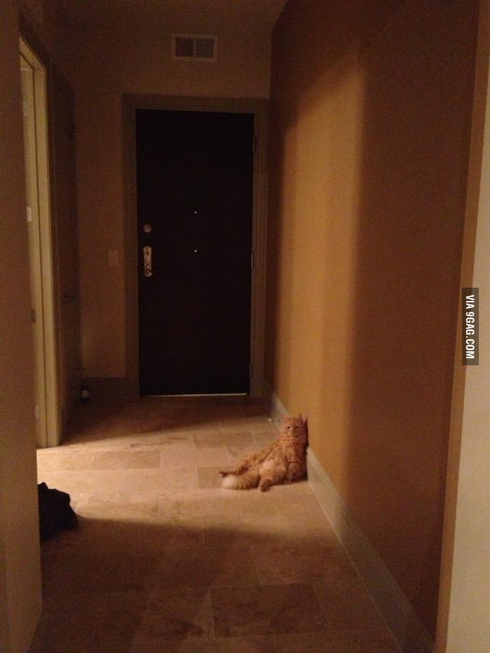 Go home cat. The party ended hours ago. - 9GAG