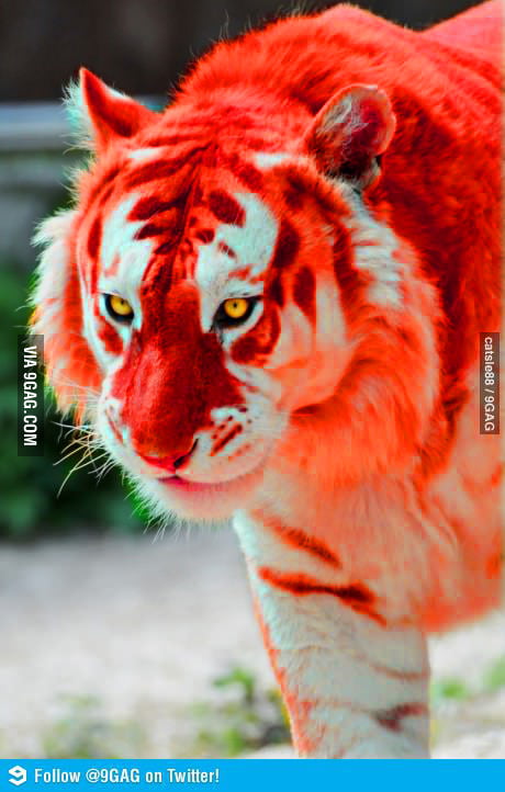 A rare red Tiger - 9GAG