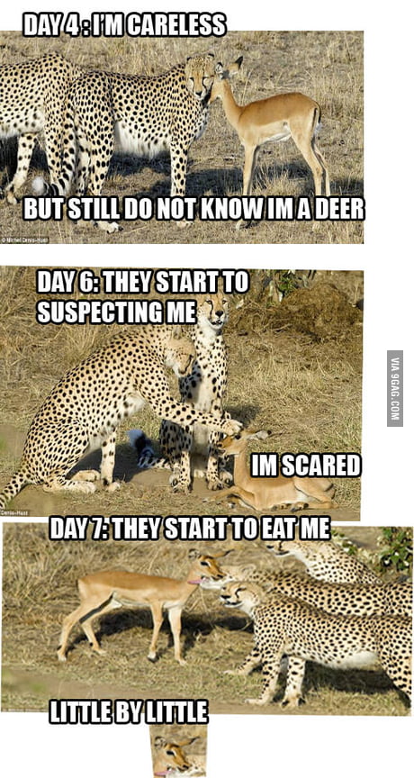 Scary Deer Meme