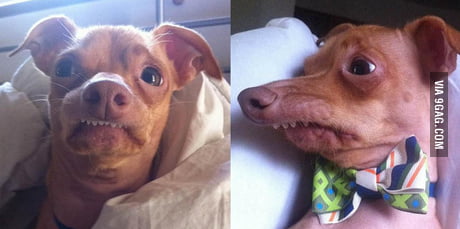 Overbite Dog Memes Vet Says She Has An 'impressive' Overbite.