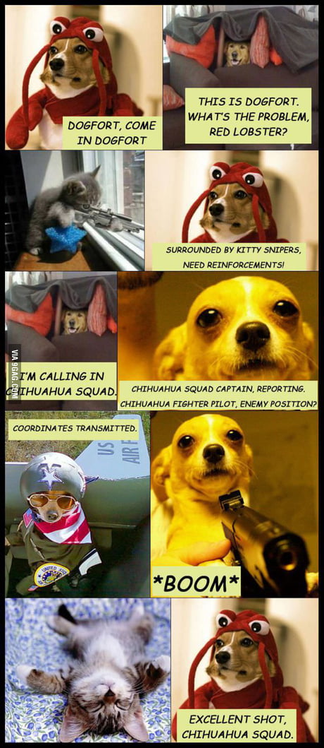 Dog Fort Memes The News Press (Fort Myers And Cape Coral) Brrr!