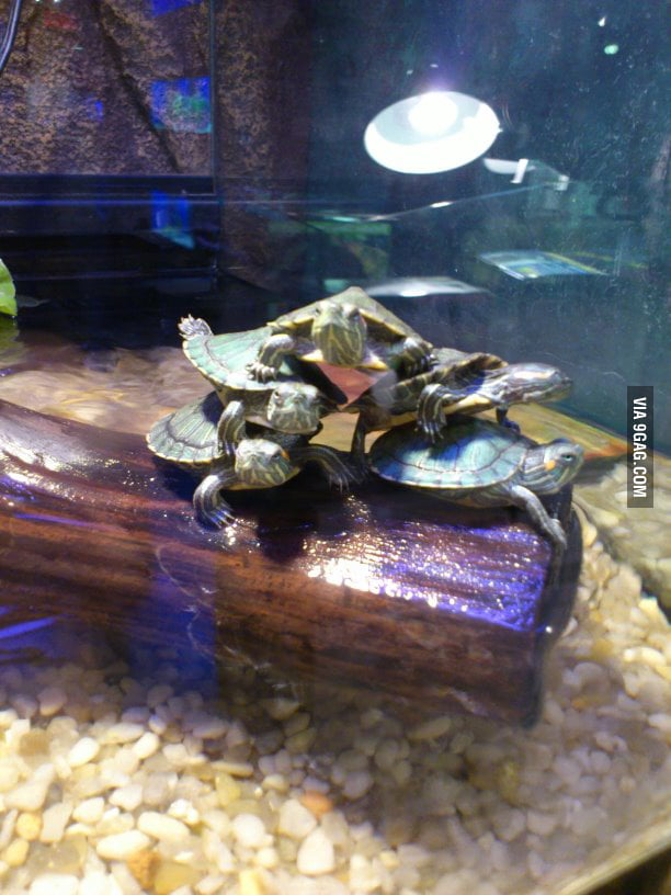 A human, quick, act normal - 9GAG