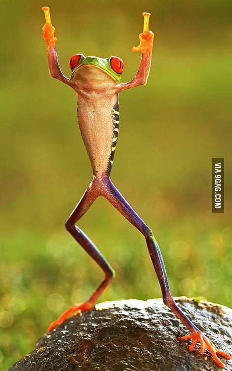 Angry frog - 9GAG
