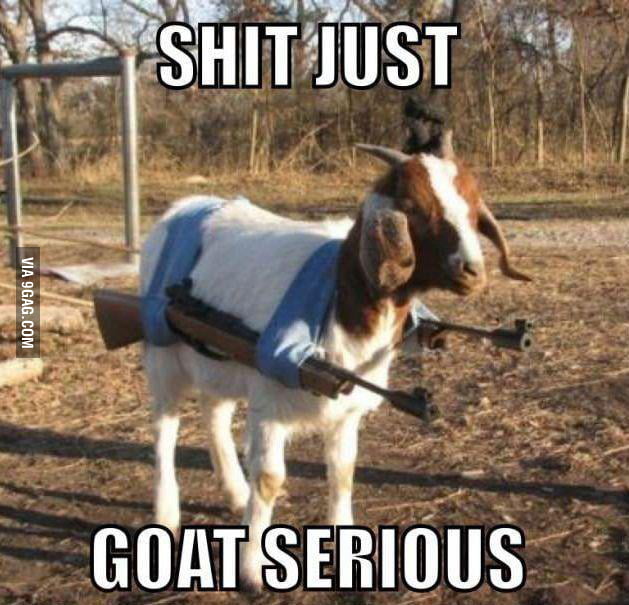 Goat serious - 9GAG