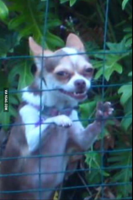 Weed Dog Meme
