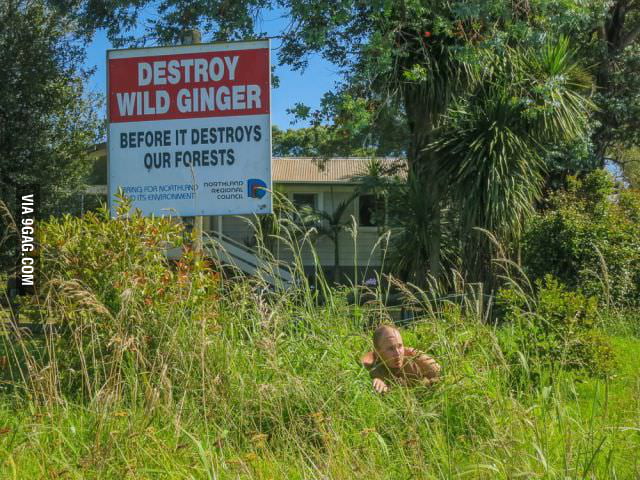 Caution wild ginger - 9GAG