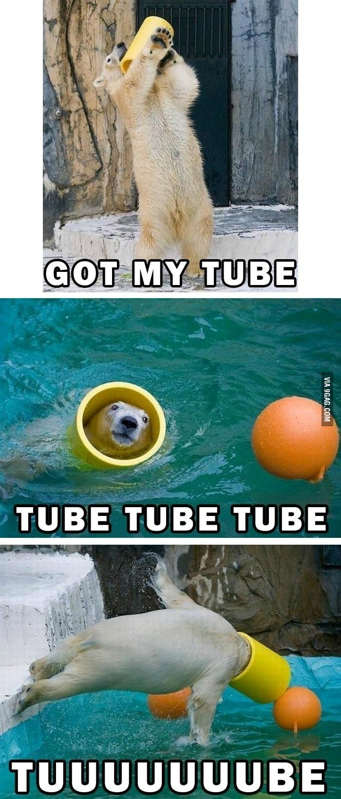 Polar bear tube - 9GAG