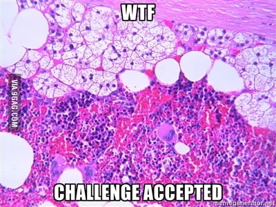Memes De Histologia Histologia E Embriologia Oral: Texto, Atlas E