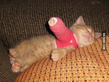 Broken Legs Memes