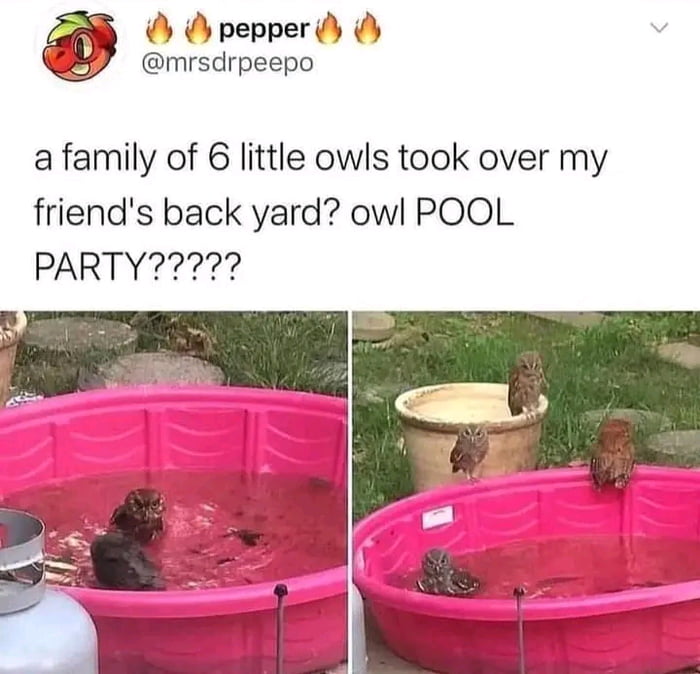 Owl pool party - 9GAG
