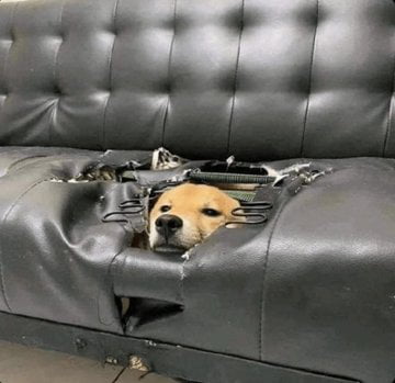 Best Funny couch Memes - 9GAG