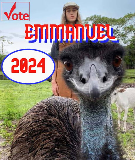 Emu Australia Meme Hotsell | emergencydentistry.com