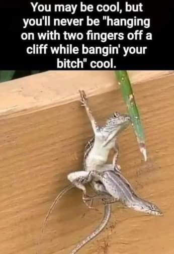 Best Funny lizard people Memes - 9GAG