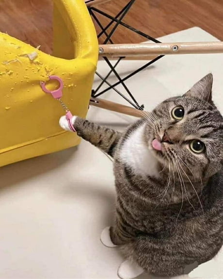 Best Funny kucing Memes - 9GAG