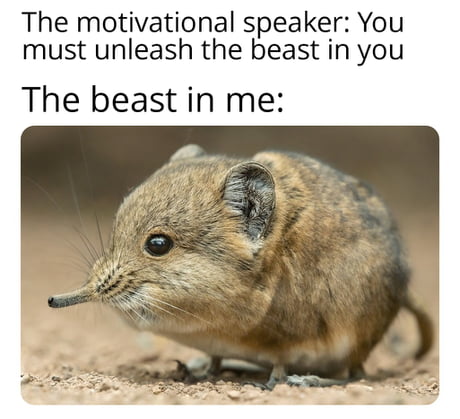 Shrew Memes Gonna Be Rolling Into The New Year Like This