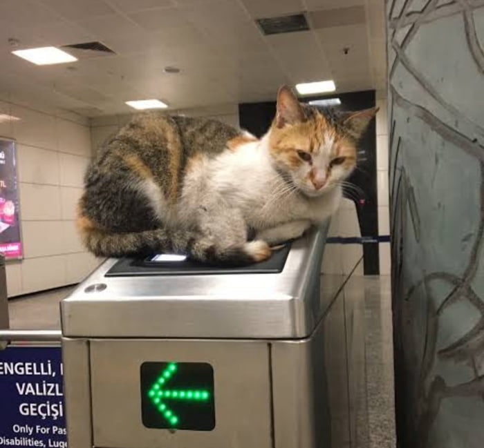 The famous cat in turkish subway in Istanbul died yesterday after an ...