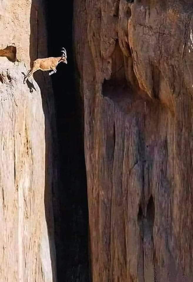 Mountain goat alpine ibex incredible jump - 9GAG