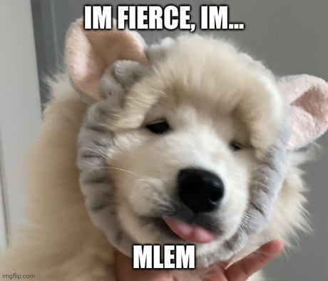 Best Funny samoyed Memes - 9GAG