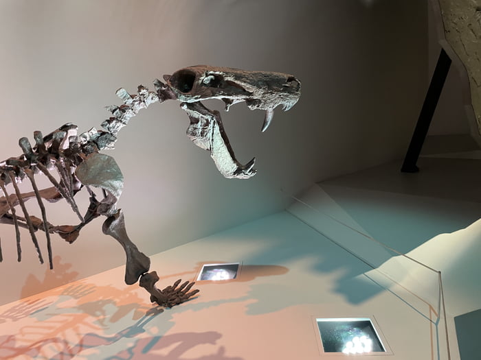 Gorgonops! This synapsid is another distant mammal cousin! It’s ...