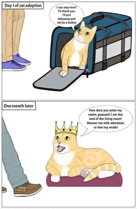 Adoption Cat Memes Cats Adoption Memes & GIFs Imgflip