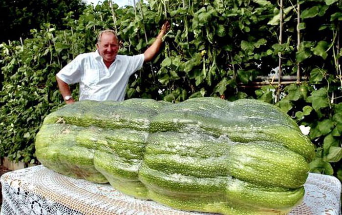 A gardener who specialises in monster vegetables is hoping to break the ...
